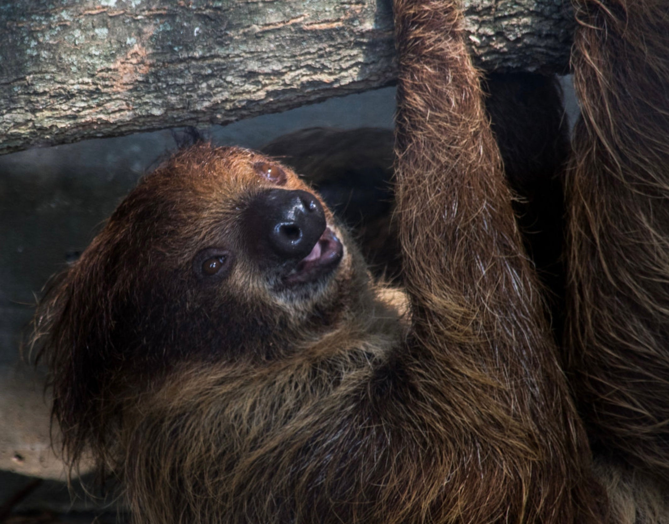 Sid The Sloth Sleeping